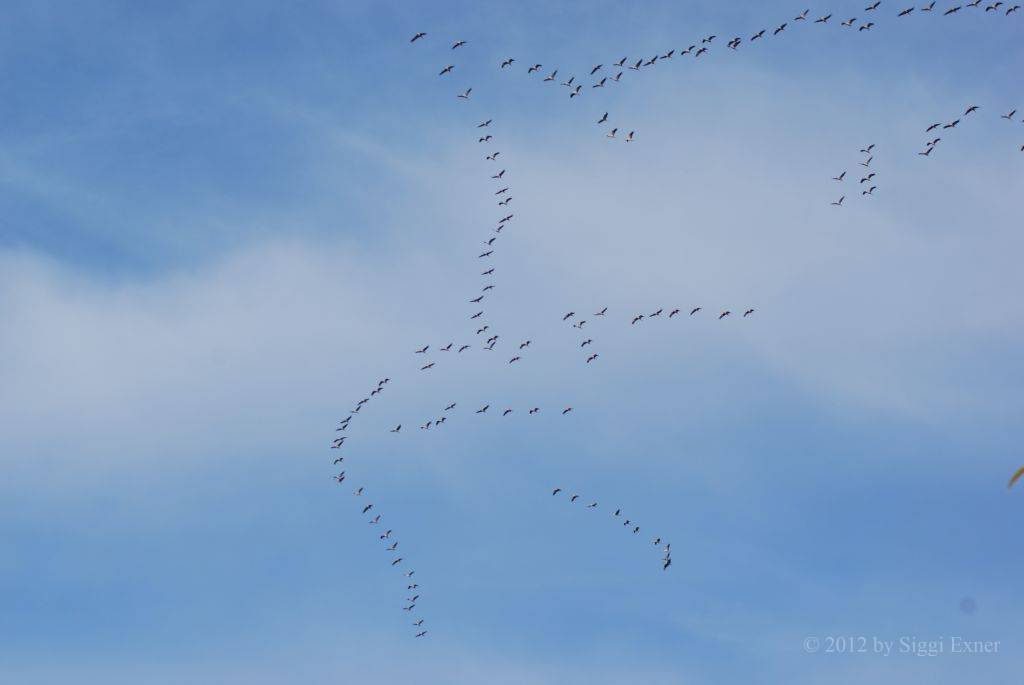 Zug: III-V und IX-XI